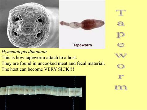 Flatworms Roundworms Notes Ppt
