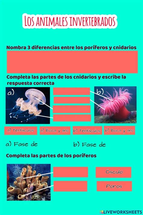 Los Animales Invertebrados Interactive Activity For Secundaria Live
