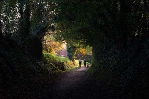 Halnaker Tree Tunnel Elements