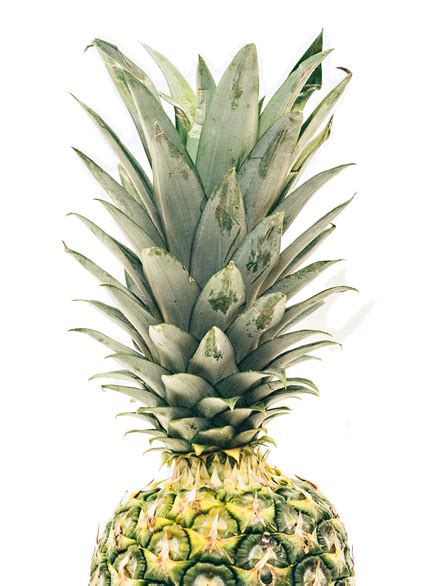 Raw Ginger And Health Chemical Analysis Of Ginger Scfas Gut