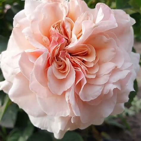 Купить R305 МАРЛЕН ШАРЕЛЬ По 190 руб 🌷Саженцы роз 2025 г🌷