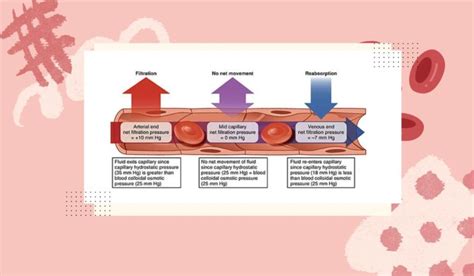 Starling Forces The Key To Understanding Fluid Balance