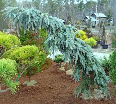 Weeping Blue Spruce Trees