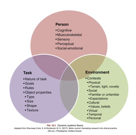 5 Motor Control And Motor Learning Flashcards Quizlet