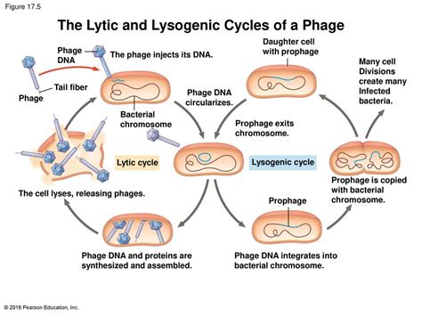 17 Viruses Ppt Download