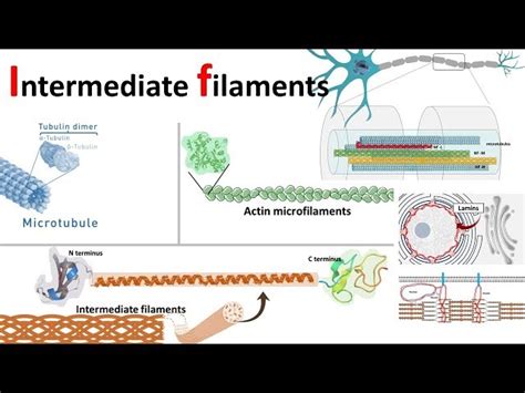 Intermediate Filament Function