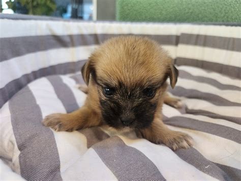 시츄믹스 만세 말티즈크기 말티푸크기 푸들크기 먼치킨크기 랙돌크기 브리티쉬숏헤어크기 스코티쉬폴드크기 러시안블루크기 강아지크기 고양이크기 유기견임시보호 유기묘임시보호 강아지임시