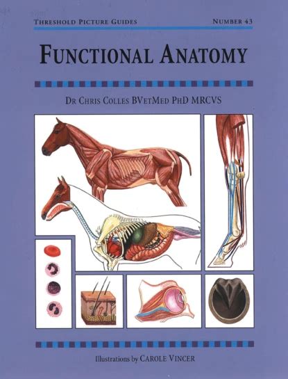 Functional Anatomy Chris Colles Read Online On Litres