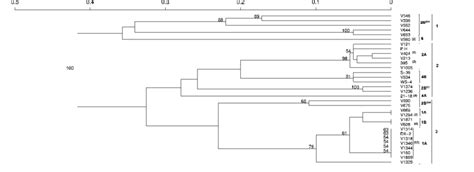 upgma clustering based on bruvo s genetic distance on clone corrected