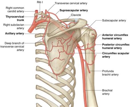 Posterior Circumflex Humeral Artery Cadaver