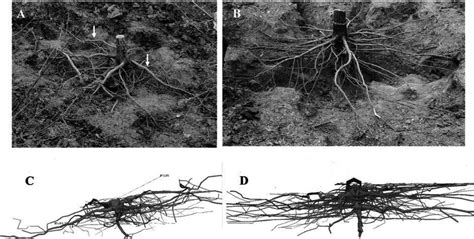 Root System Of Quercus Cerris Growing On A Slope A Or On A Plane Download Scientific