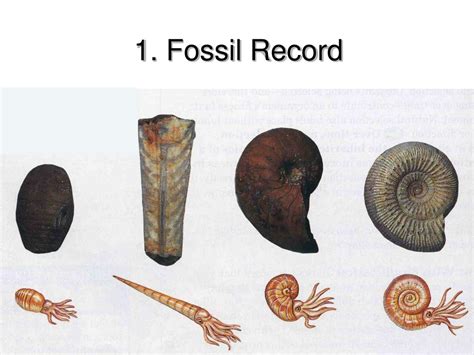 Ppt The Theory Of Evolution Powerpoint Presentation Free Download