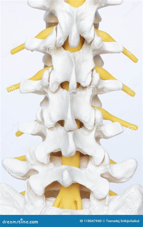 Posterior Lumbar Spine Diagram Anatomy Of Lumbar Spine Hi Res Stock