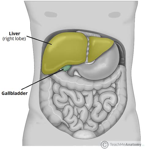 Gallbladder Fossa Anatomy