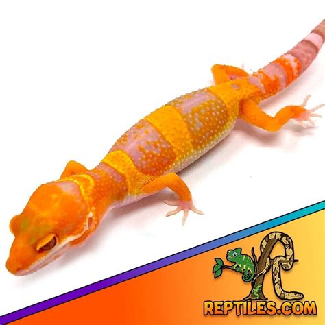 Best Light For Albino Leopard Gecko At Victor Bartlett Blog