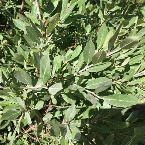 Drummonds Willow Salix Drummondiana