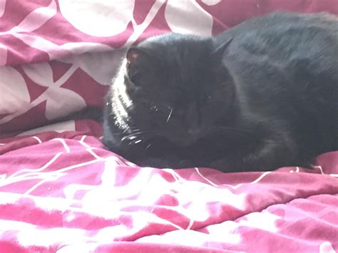 Grumpy Cat Good Imgur