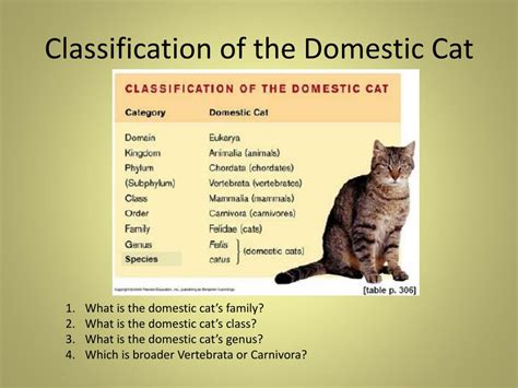 Levels Of Classification Of Cat At Andre Crozier Blog