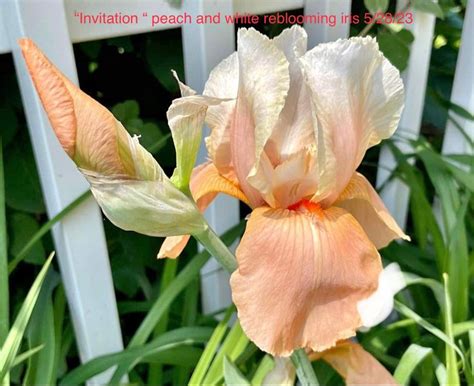 Peach And White Iris Invitation
