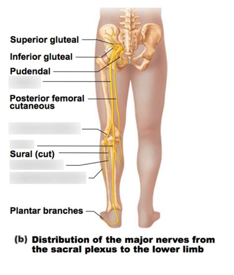 Lab Nine Sacral Plexus Diagram Quizlet