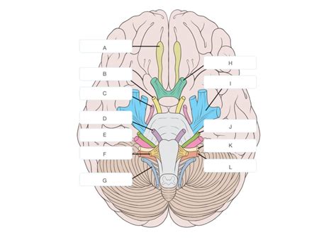 Cranial Nerves Detailed Labeling And Functions Flashcards Quizlet
