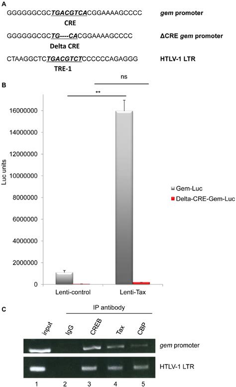 Together With Creb And Cbp Tax Is Present On The Gem Promoter And