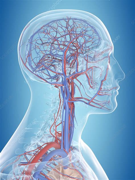 Human Vascular System Illustration Stock Image F0115916 Science