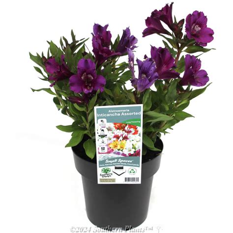 Alstroemeria Inticancha Assorted 180mm Southern Plants