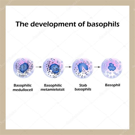 Development Of Basophils Infographics Vector Illustration Stock