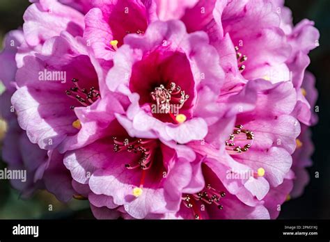 Close Up Of Pink Rhododendron Or Azalea Flower In Sunshine Royal Botanic Garden Edinburgh