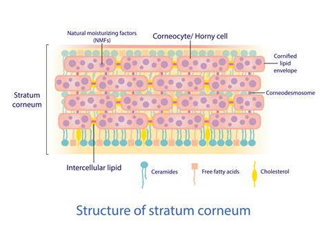Structure Of Stratum Corneum Vector On White Background Bricks And Mortar Structure