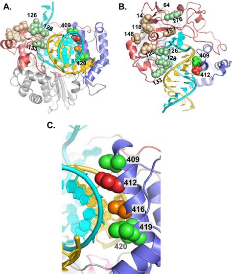 Structural Orientation Of Poliovirus Rna Dependent Rna Polymerase Download Scientific Diagram