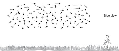 swarm behaviour