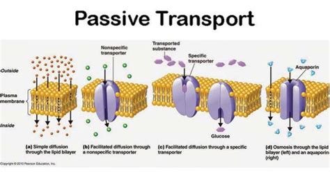 Mekanism För Passiv Transport Differbetween