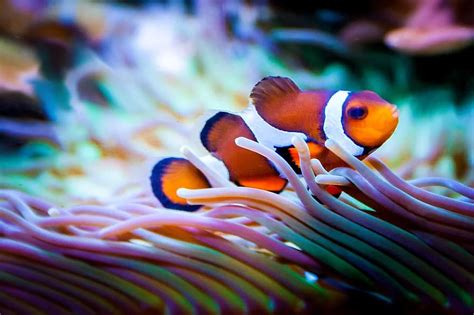 말미잘 흰 동가리 양서류 물고기 수족관 물 생물 수중 세계 수영 해양 생물 Meeresbewohner 수중 Pikist