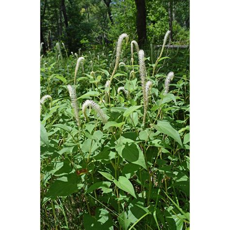 Saururus Cernuus Lizards Tail Buy Quality Native Plants Shrubs