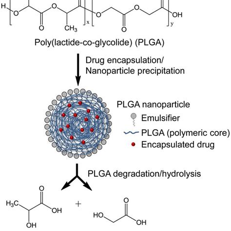 Schematic Representation Of The Synthesis And Degradation Of Poly Download Scientific Diagram