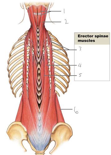 Back Muscles Flashcards Quizlet