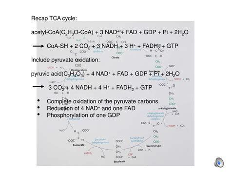 Ppt Pyruvate Oxidation Pyruvate Dehydrogenase And The Tca Cycle Powerpoint Presentation Id