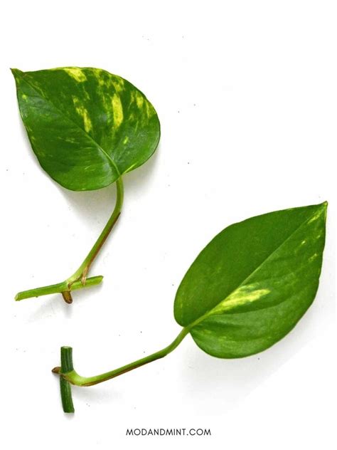 Epipremnum Aureum Pothos Propagation