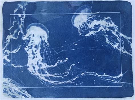 Jelly Fish Cyanotype Attempt 2 Sun Prints Cyanotype Cyanotype Process