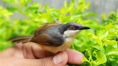 resolving login issues in blazor server with asp core identity programming