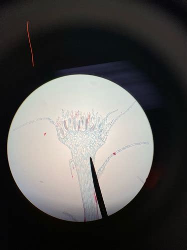 Bio Slides Exam 1 Plantae Fungi Flashcards Quizlet