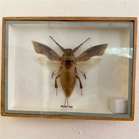 Wall Decor Giant Waterbug Aka Toe Biter Insect Taxidermy Mounted