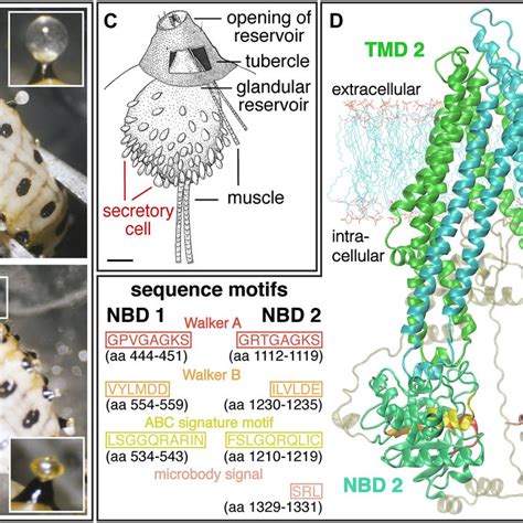 Topological Graph Theory Gross Pdf Free Gasode Plasindihinre