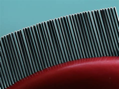 Lice Combing Techniques And Best Practices