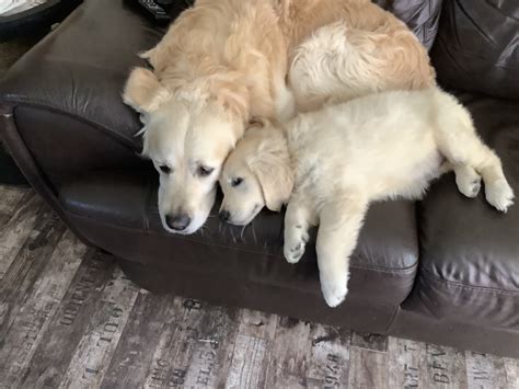 Royal Canin Medium Puppy