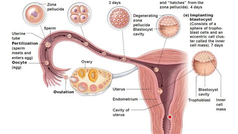 Fertilization To Implantation Hiccups Pregnancy