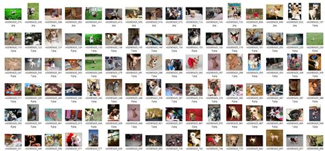 基于yolov8深度学习的120种犬类检测与识别系统【python源码pyqt5界面数据集训练代码】目标检测、深度学习实战、狗类检测、犬