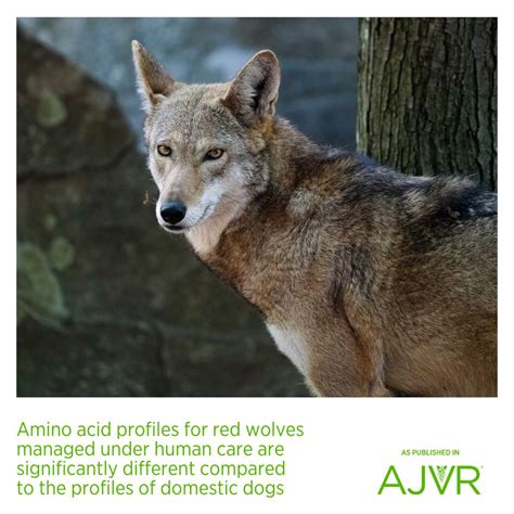 Red Wolf Amino Acid Profiles Should Not Be Compared To Those Of The… Avma Journals